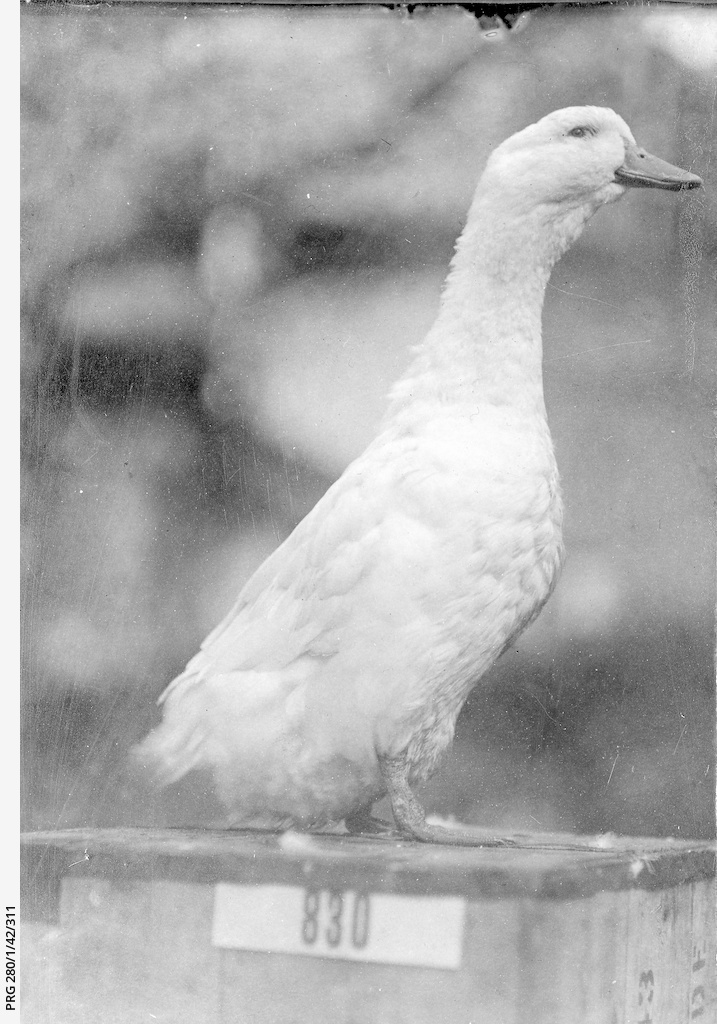 A species of duck at the Adelaide show • Photograph • State Library of ...