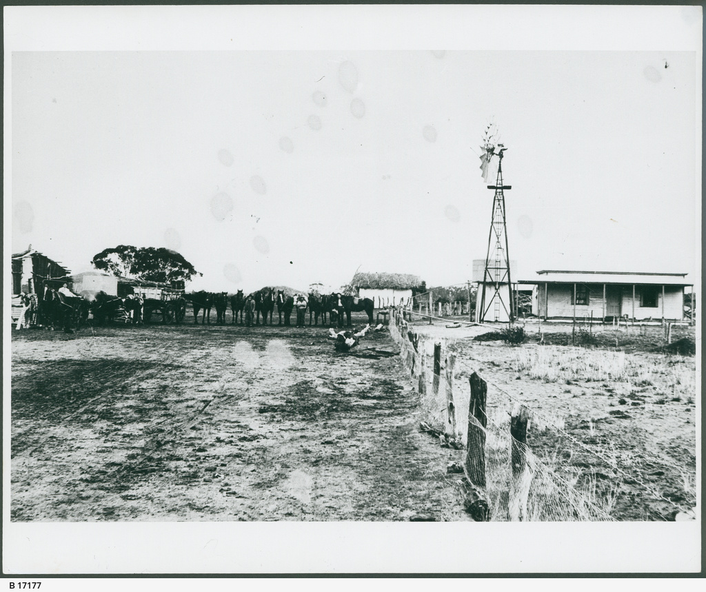 Pinnaroo • Photograph • State Library of South Australia