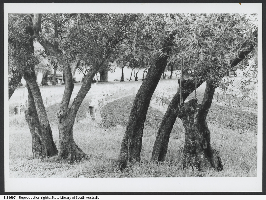 Winery, Watervale • Photograph • State Library of South Australia