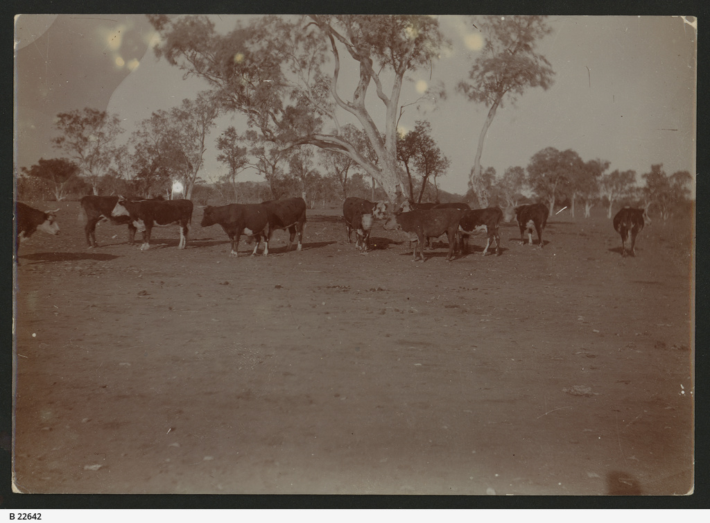 Cattle, Northern Territory • Photograph • State Library of South Australia