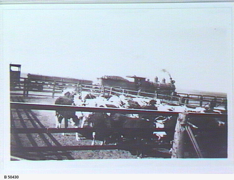 Livestock train • Photograph • State Library of South Australia