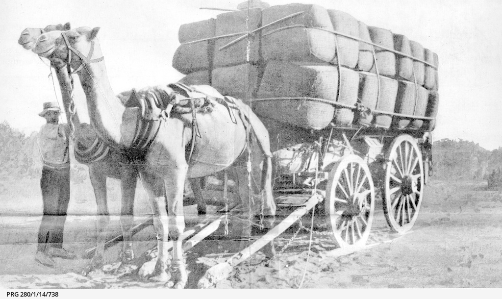 A camel drawn wool cart • Photograph • State Library of South Australia